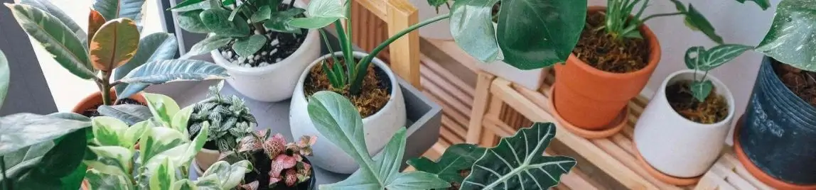 Plant trends in Mauritius - houseplant - Plants for sale at tizardin ...